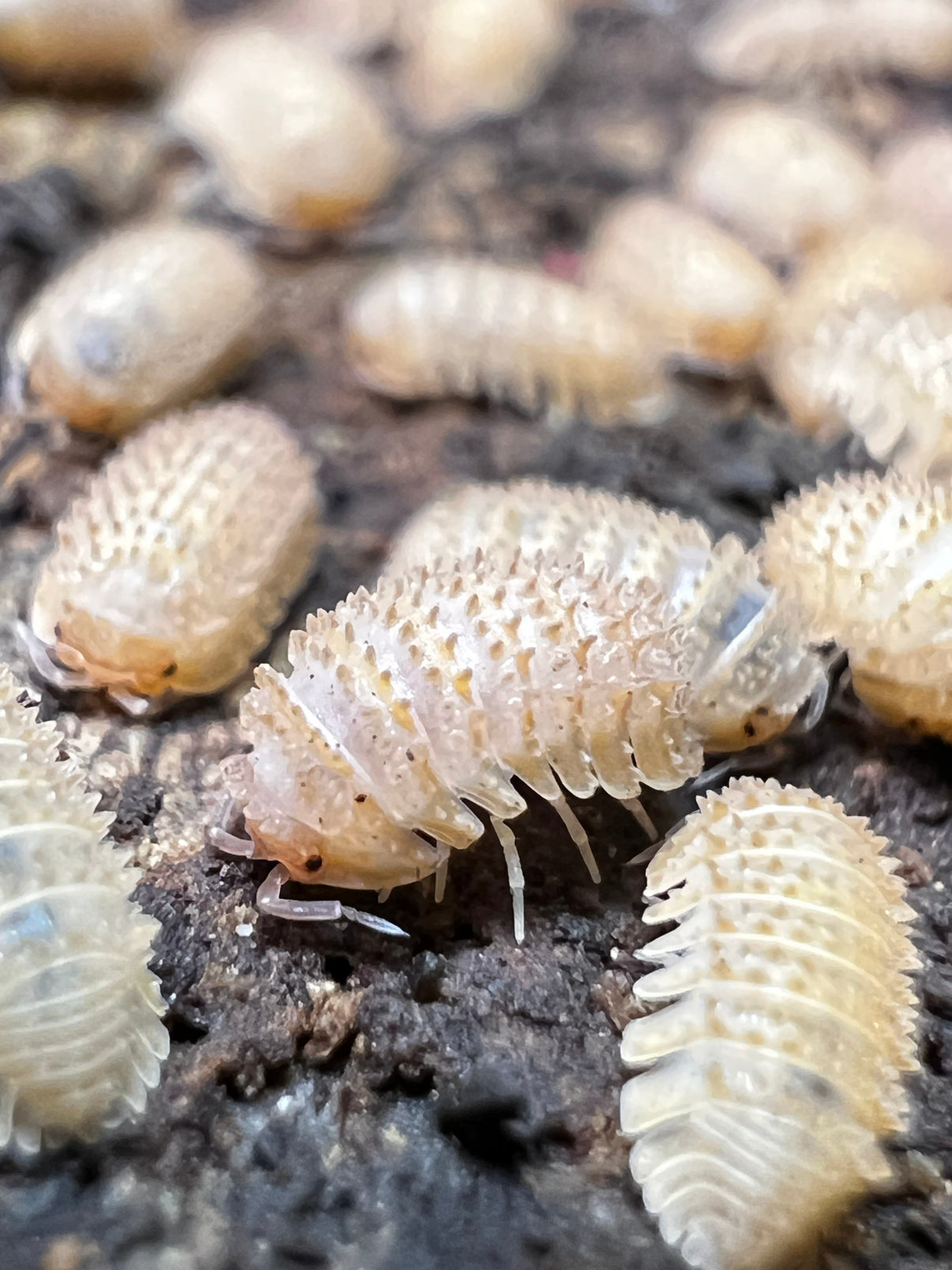 Cristarmadillidium muricatum – Peeters Reptiles