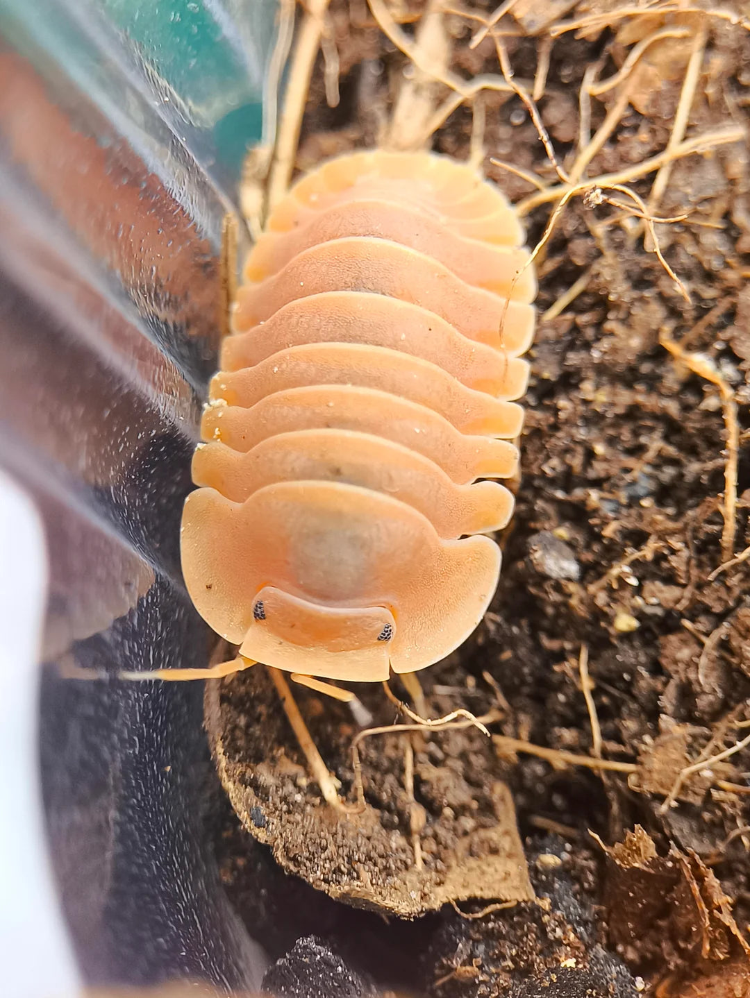 Cubaris sp. ‘Giant Nguyen’ (Crabby) – Peeters Reptiles
